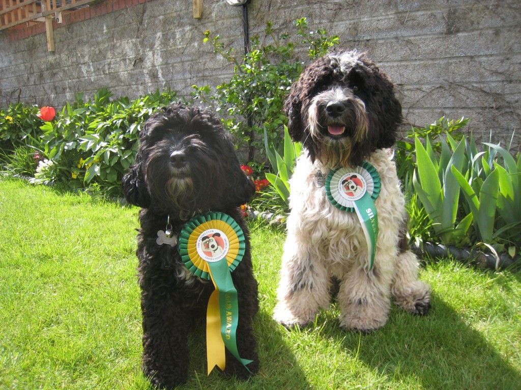award winning dogs